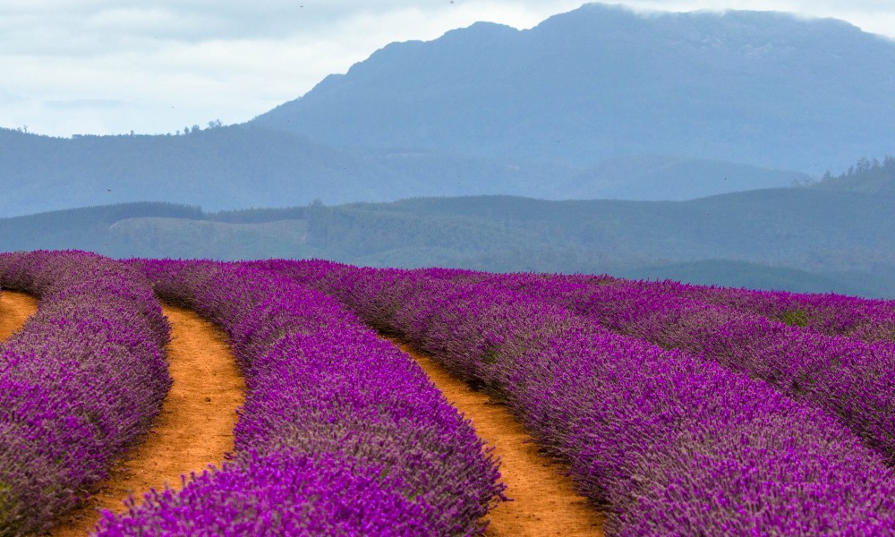 Tasmania Complete | RAC WA